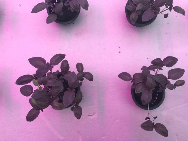 Riverview GardensHow Hydroponics Farming Changes Lives | Riverview Gardens